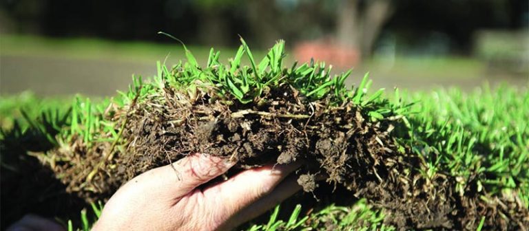 Our Services - Earl's Turf - Mid North Coast Turf Supplies